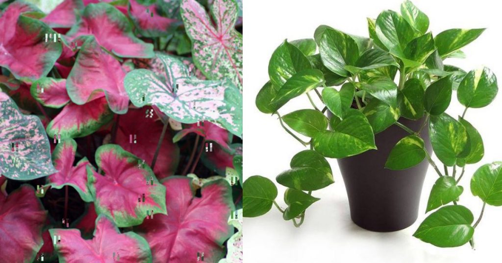 Keladi Pokok Hiasan Senang Dijaga. Ada Anak Kecil Janganlah Hias Dalam ...