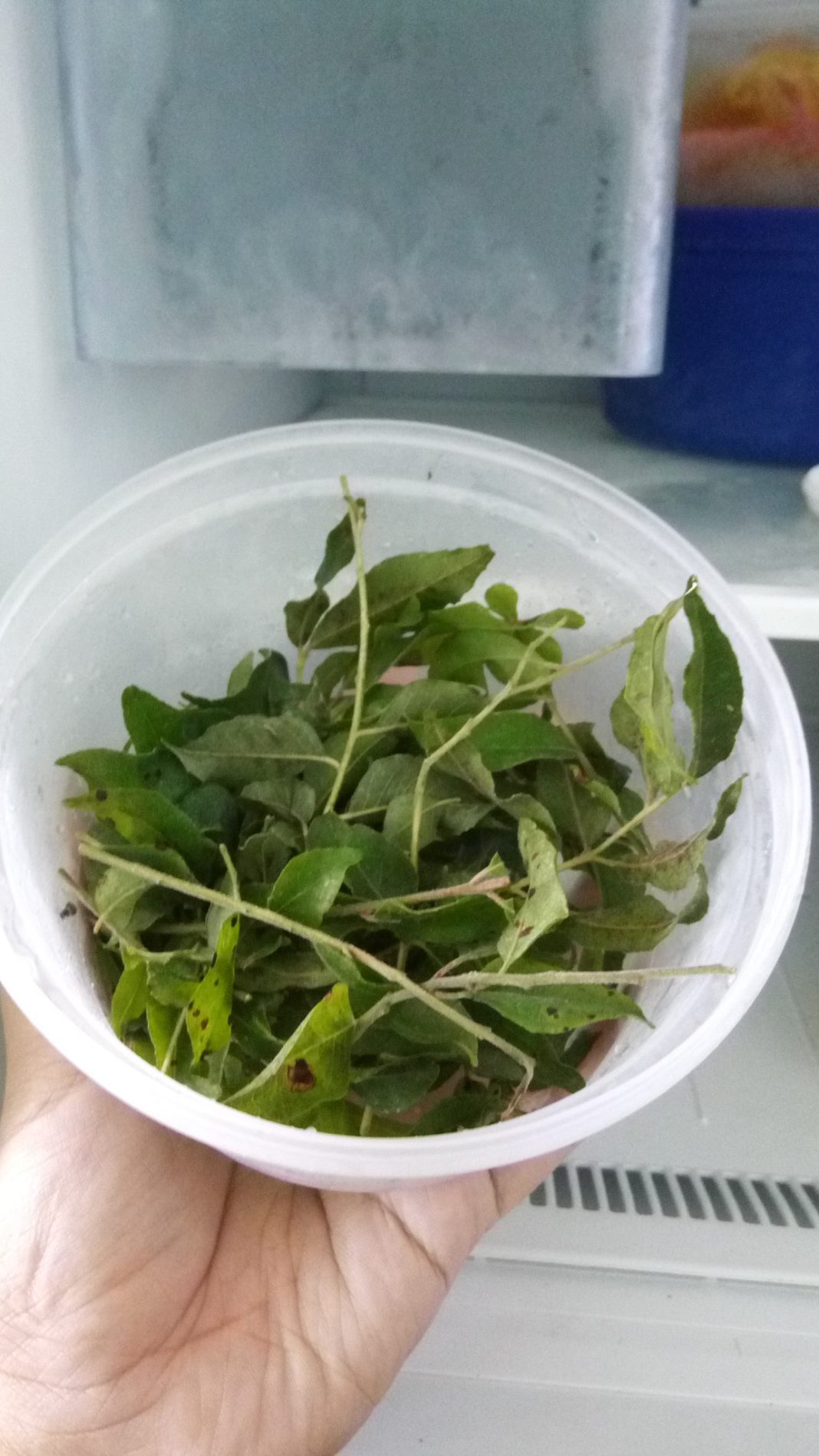 Segar Elok Sampai 4 Minggu, Begini Cara Simpan Sayur & Ulam Lagi Tahan ...